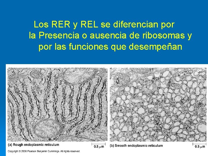 RETICULO ENDOPLSMICO RUGOSO Y LISO RETICULO ENDOPLASMICO Es