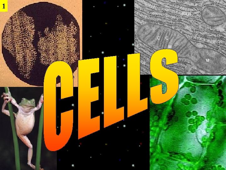 1 2 Cell Theory All living things are