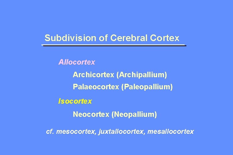 Cerebral Cortex Cerebral Cortex The layer of gray