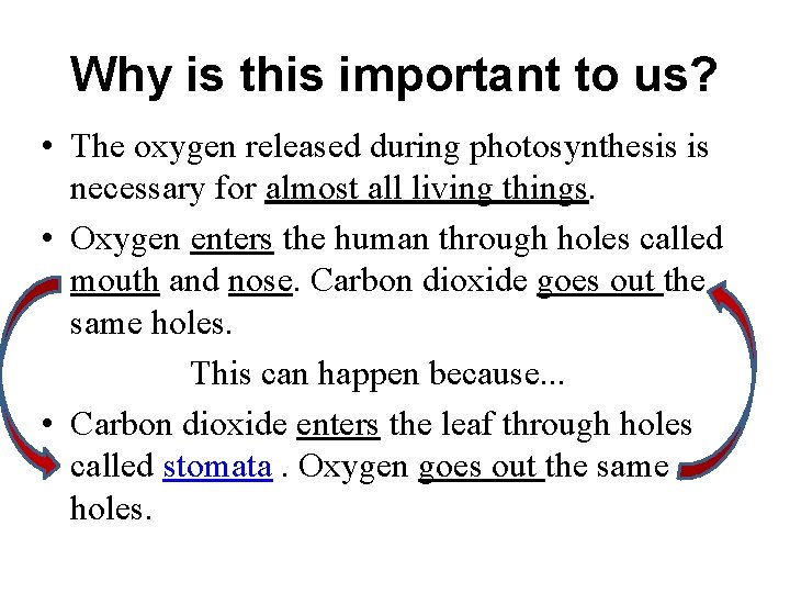 Photosynthesis Respiration WHAT DO PLANTS NEED FOR PHOTOSYNTHESIS