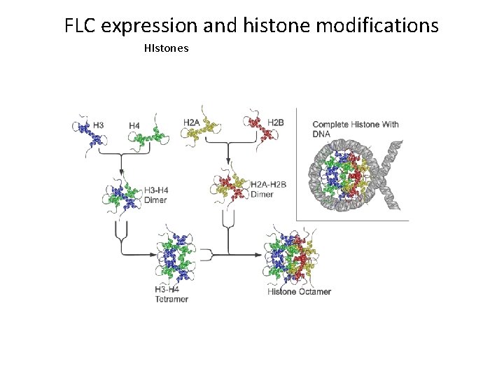 Regulation of Development Vernalization Eva Farre Topics Overview