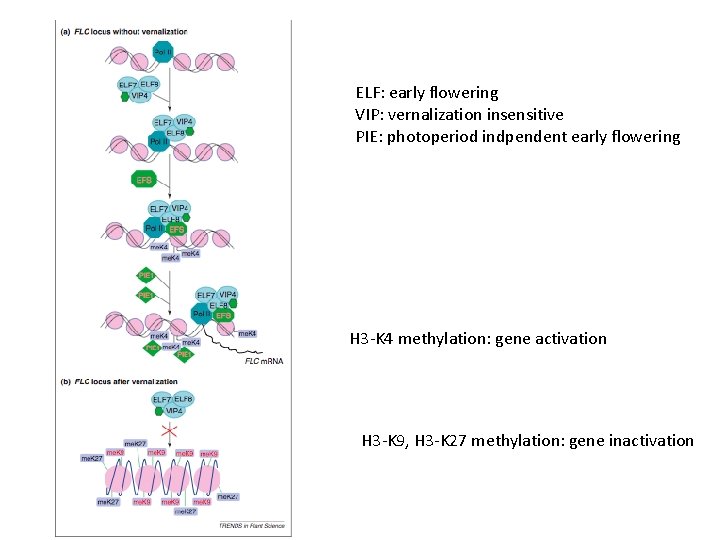 Regulation of Development Vernalization Eva Farre Topics Overview