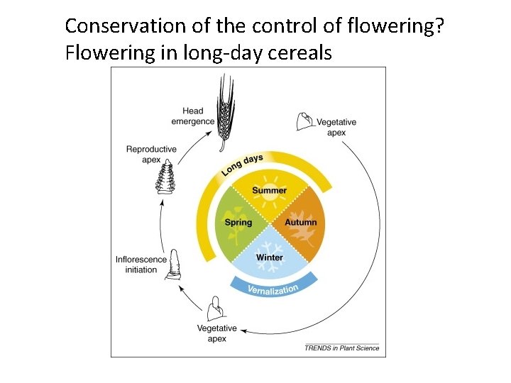 Regulation of Development Vernalization Eva Farre Topics Overview
