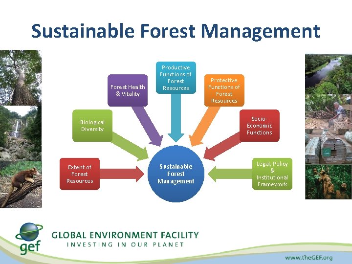 Sustainable Forest Management Ian Gray Natural Resources GEF