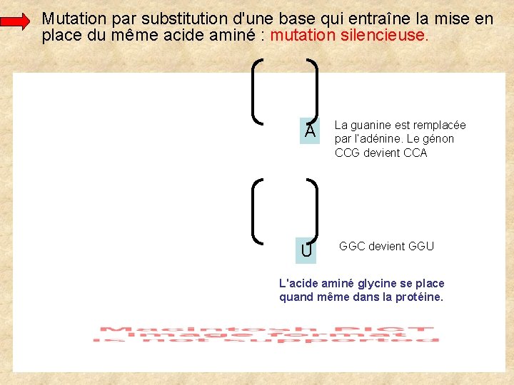 volution et Diversit du Vivant 101 NYA05 Cours