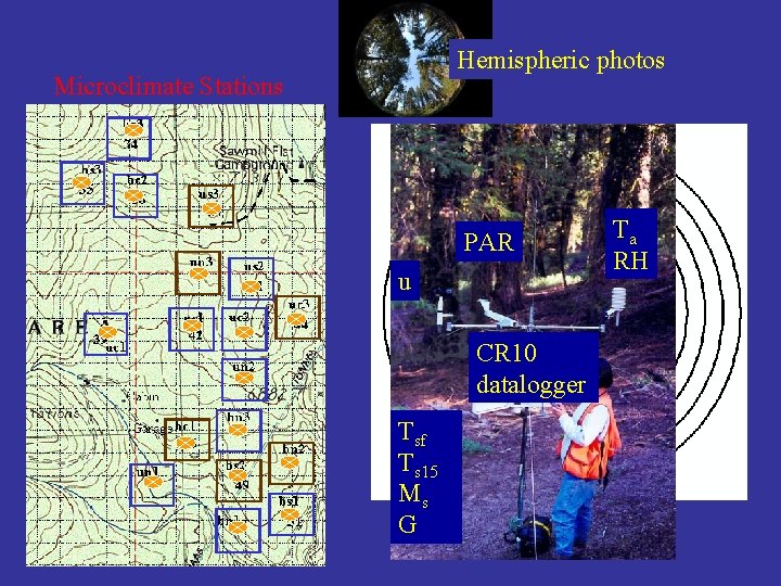 Withinstand Interactions of Forest Structure and Microclimate Variability