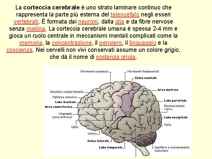 La corteccia cerebrale uno strato laminare continuo che