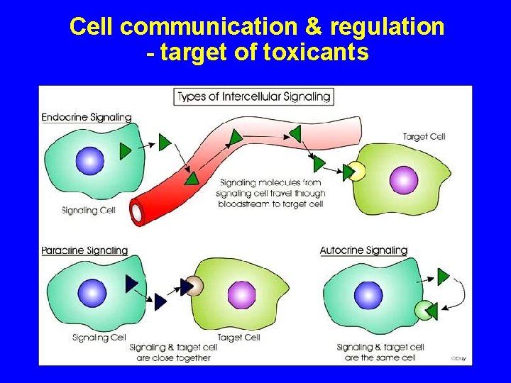 Cell communication regulation target of toxicants Cell communication