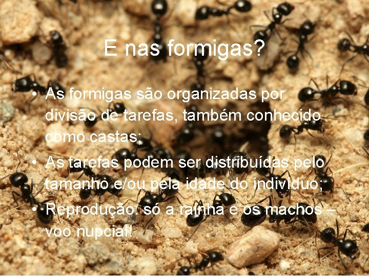 Insetos Sociais Mas o que um inseto social