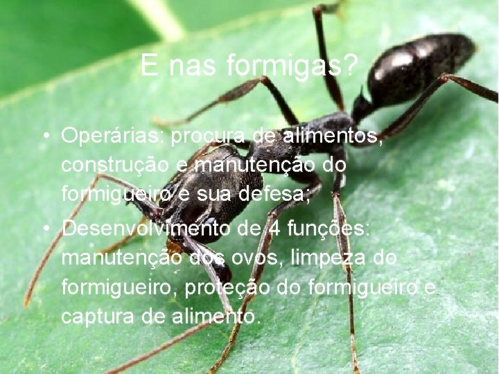 Insetos Sociais Mas o que um inseto social