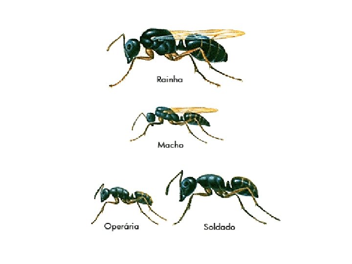 Insetos Sociais Mas o que um inseto social