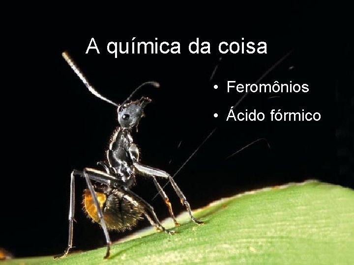 Insetos Sociais Mas o que um inseto social