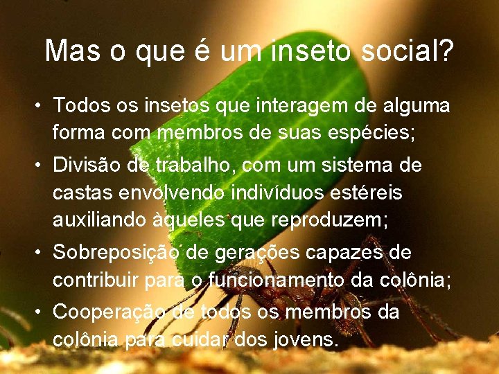 Insetos Sociais Mas o que um inseto social