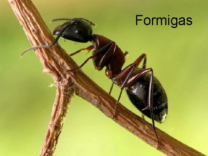 Insetos Sociais Mas o que um inseto social