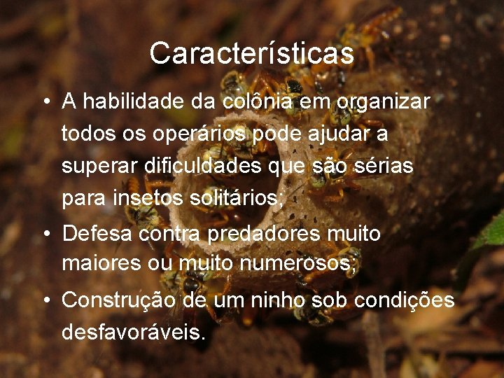 Insetos Sociais Mas o que um inseto social