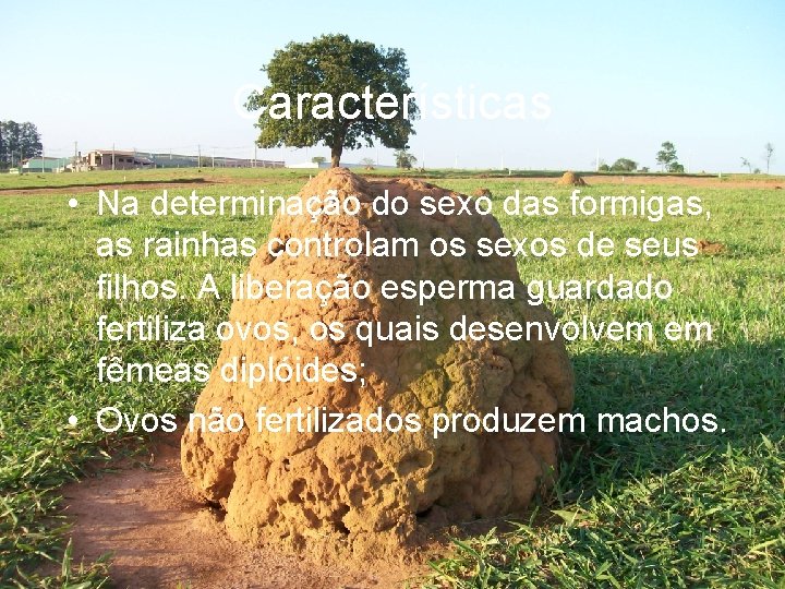 Insetos Sociais Mas o que um inseto social