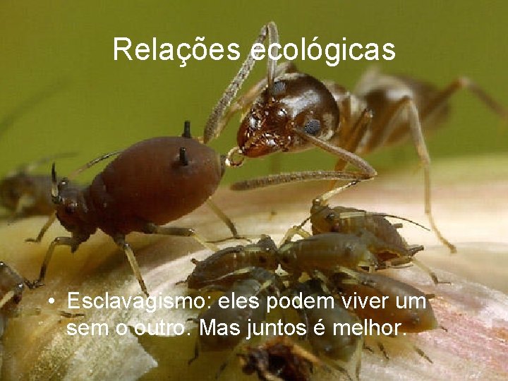 Insetos Sociais Mas o que um inseto social