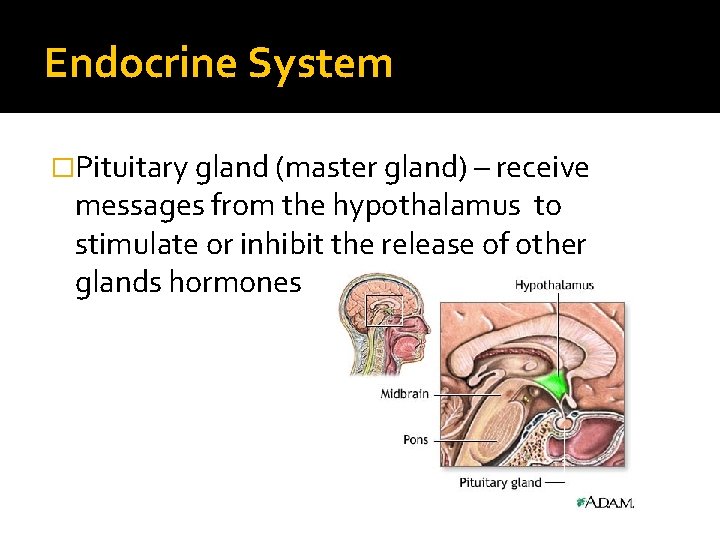 Ch 2 Biopsychology The Nervous System The Endocrine