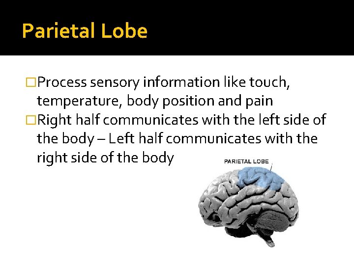 Ch 2 Biopsychology The Nervous System The Endocrine