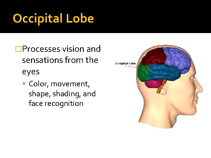Ch 2 Biopsychology The Nervous System The Endocrine