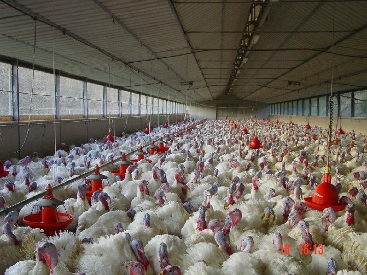 Allevamento del tacchino Origini Il tacchino domestico Meleagris