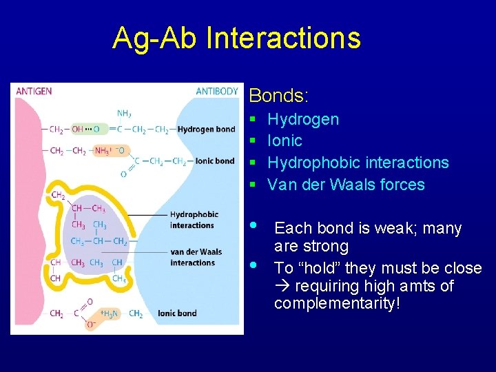 Antigen Antibody Reactions DIL 7 Nov 5 th