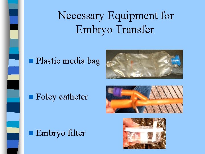 Embryo Transfer in Cattle Introduction n This slide