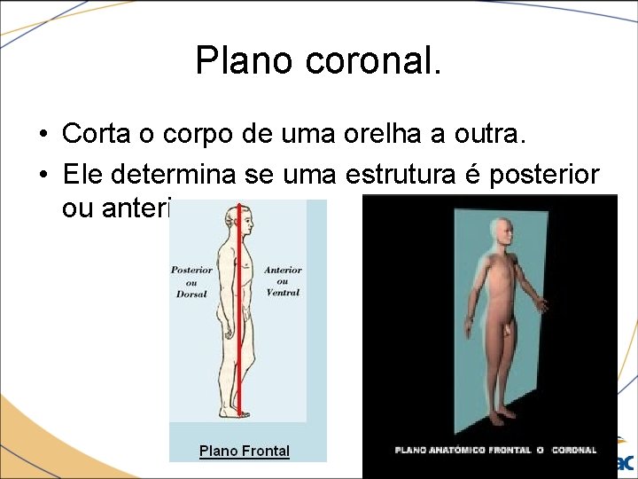 Anatomia Introduo ANATOMIA o estudo do corpo humano