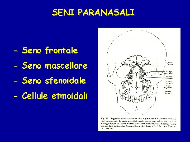 NASO e SENI PARANASALI ANATOMIA RAPPRESENTA IL PRIMO