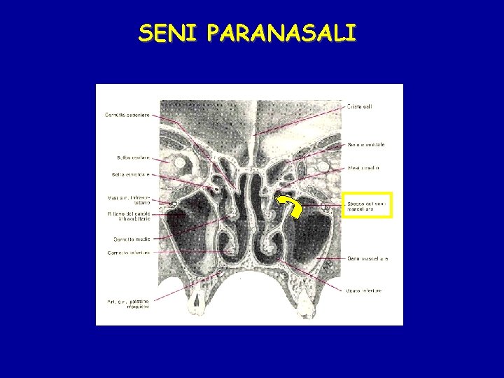 NASO e SENI PARANASALI ANATOMIA RAPPRESENTA IL PRIMO