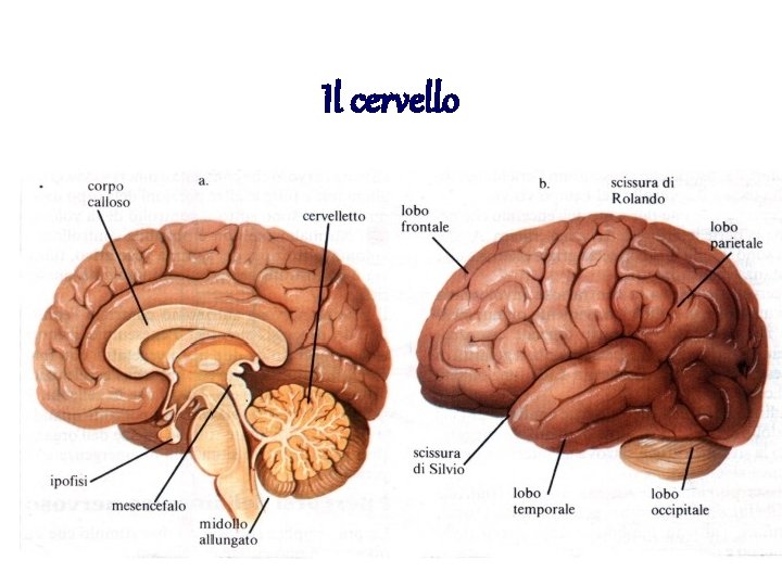 Il cervello Le parti del cervello I due