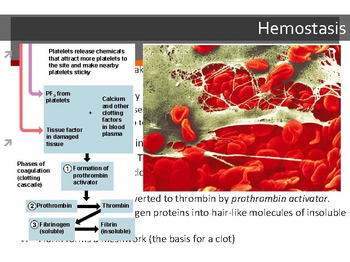 Chapter 10 Blood Blood The only fluid tissue
