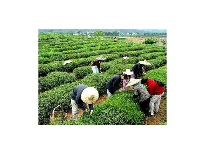 The Korean Way of Tea Growing Tea Drying