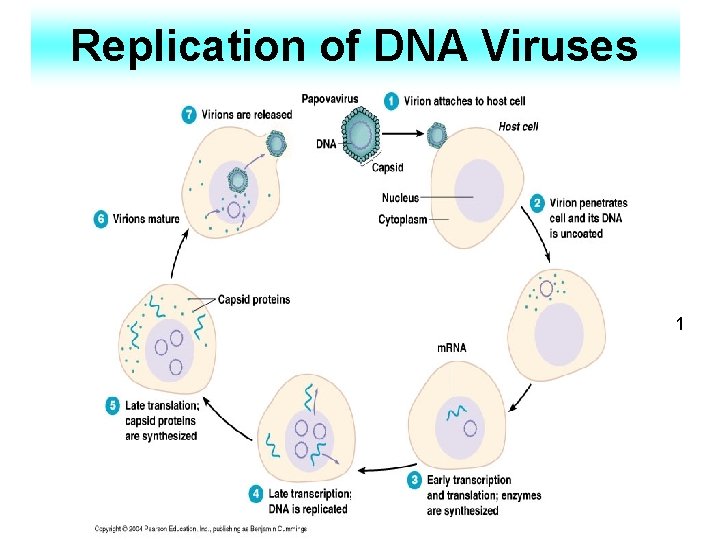Polyomaviridae Molecular Virology Introduction Group Ids DNA virus