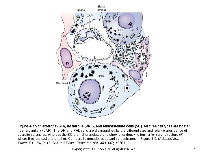 Chapter 4 Organization of the Mammalian HypothalamusPituitary Axes