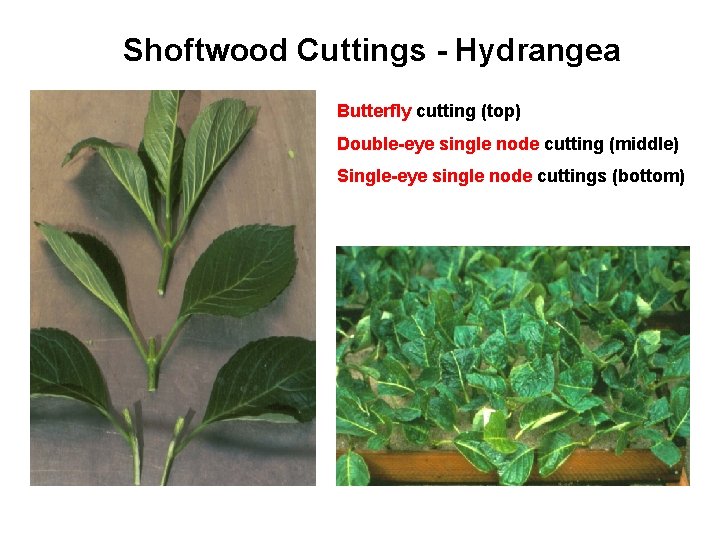 Plant Propagation by Cuttings a Kinds of cuttings