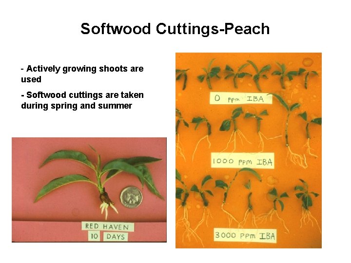 Plant Propagation by Cuttings a Kinds of cuttings