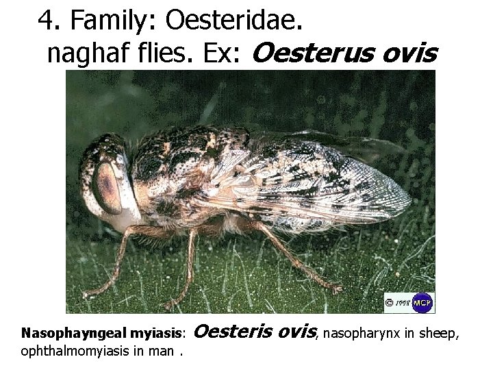 LAB 21 SANDFLY FLIES SAND FLY ALHERMIS Phylum