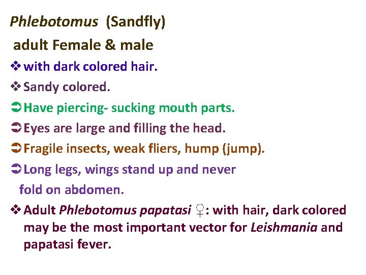LAB 21 SANDFLY FLIES SAND FLY ALHERMIS Phylum