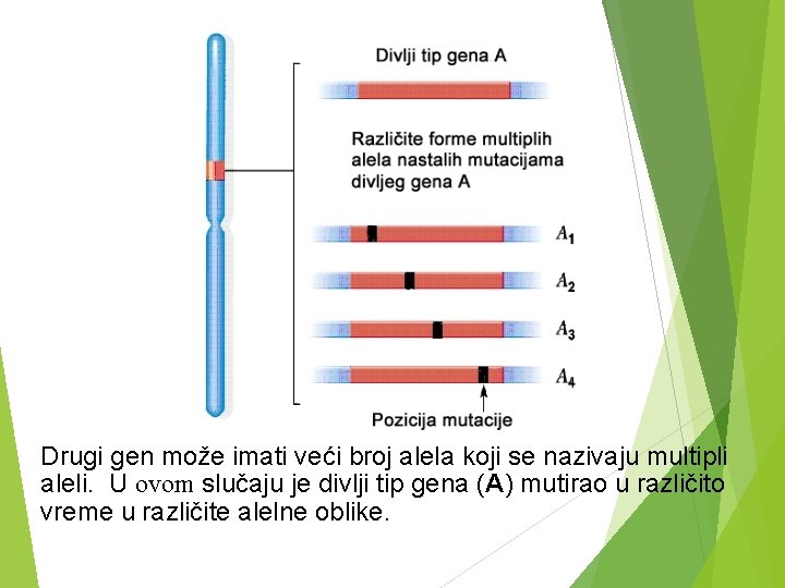 GENI GENOTIP I FENOTIP Geni i aleli Gen