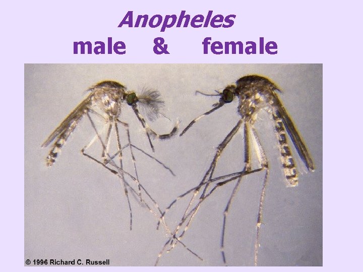 Phylum Arthropoda LAB 20 MOSQUITOES Anopheles Female v