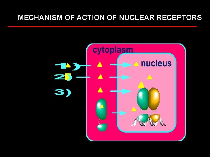 MECHANISM OF ACTION OF NUCLEAR RECEPTORS Familias de