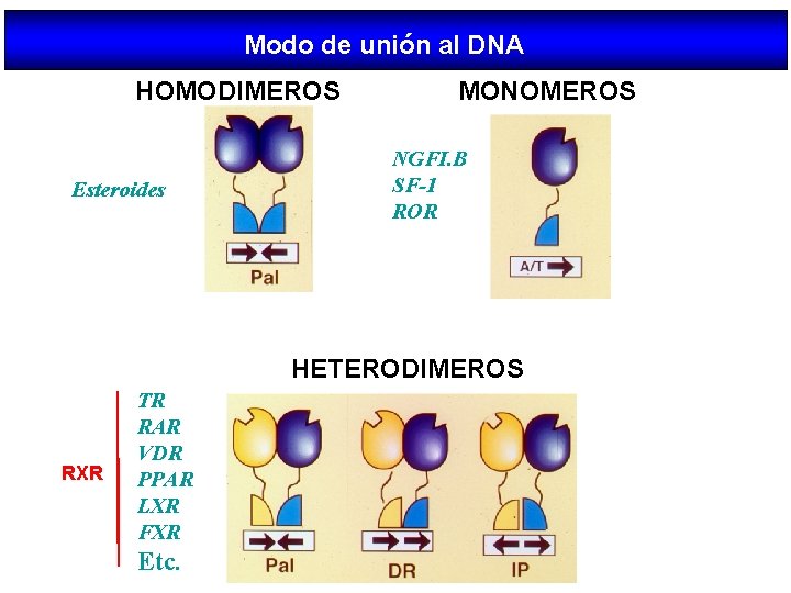 MECHANISM OF ACTION OF NUCLEAR RECEPTORS Familias de
