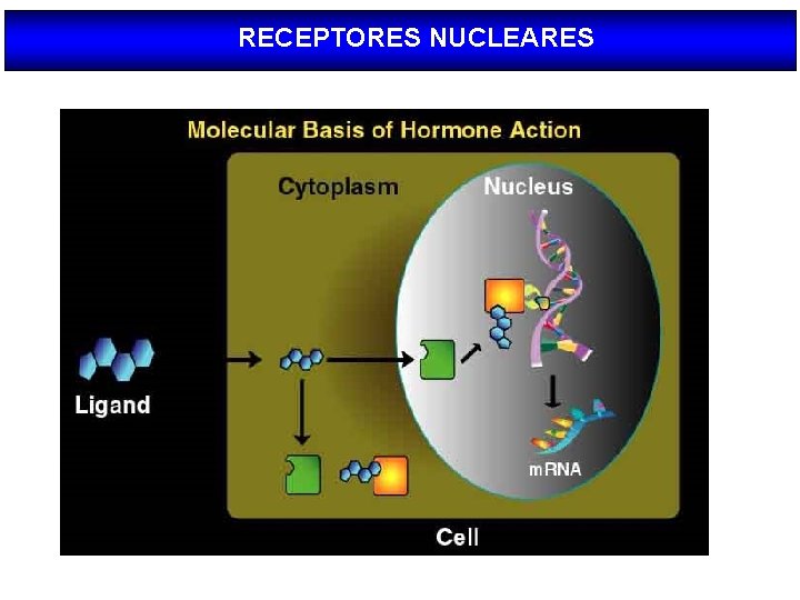 MECHANISM OF ACTION OF NUCLEAR RECEPTORS Familias de