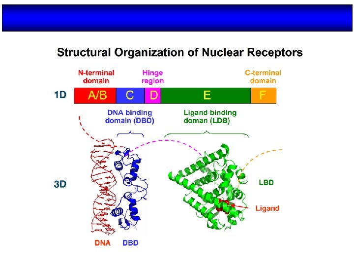MECHANISM OF ACTION OF NUCLEAR RECEPTORS Familias de