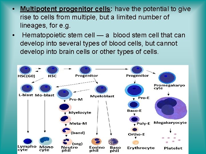 EMBRYOLOGY OLD NEW FRONTIERS BY Dr Samina Anjum