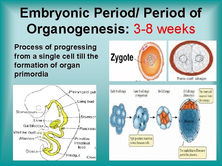 EMBRYOLOGY OLD NEW FRONTIERS BY Dr Samina Anjum