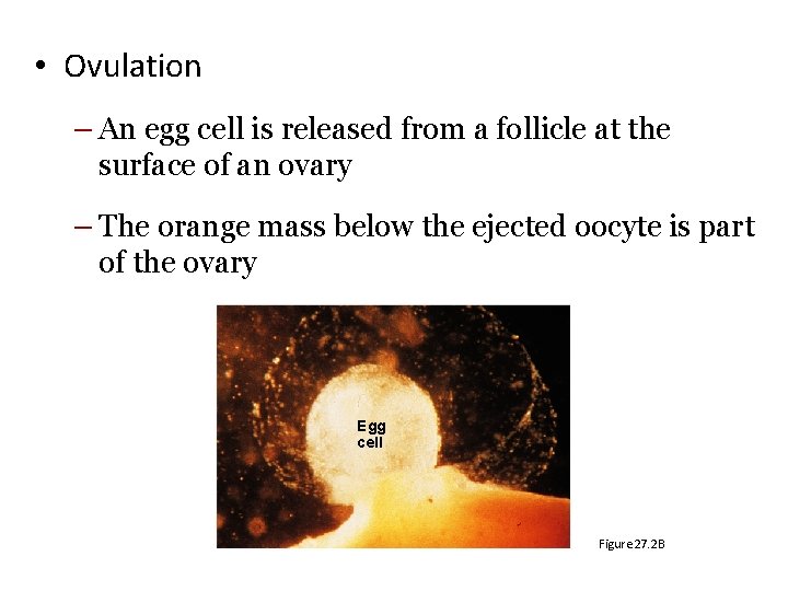 Human AnatomyPhysiology Reproduction Slides HUMAN REPRODUCTION 27 2