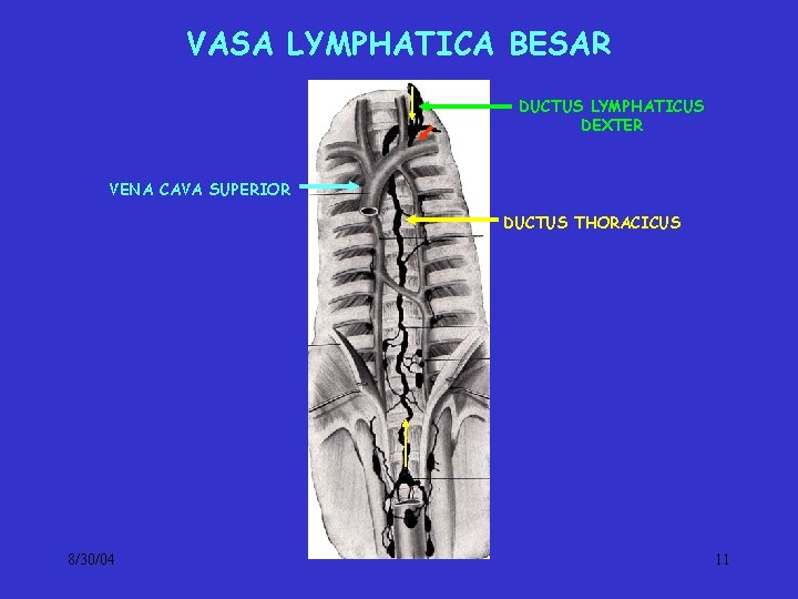 SYSTEMA CIRCULATORIUS KLASIFIKASI SISTEM KARDIOVASKULAR PEMBULUH DARAH ...