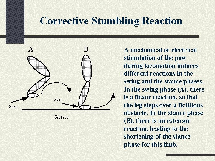 Lecture 12 PreProgrammed Reactions EMG Voluntary reaction Perturbation